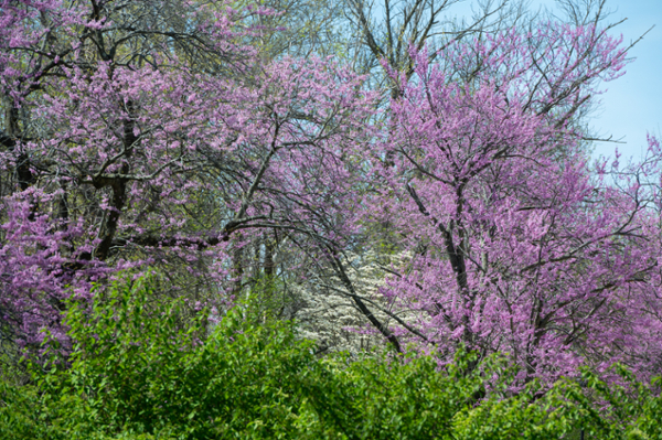 SIUE Tree Legacy Program