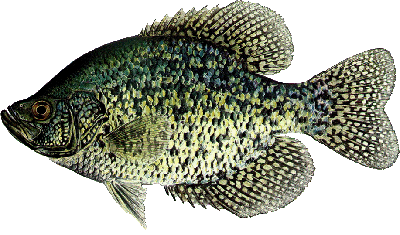 Learn to Fish - Lesson 2. Fishing Types